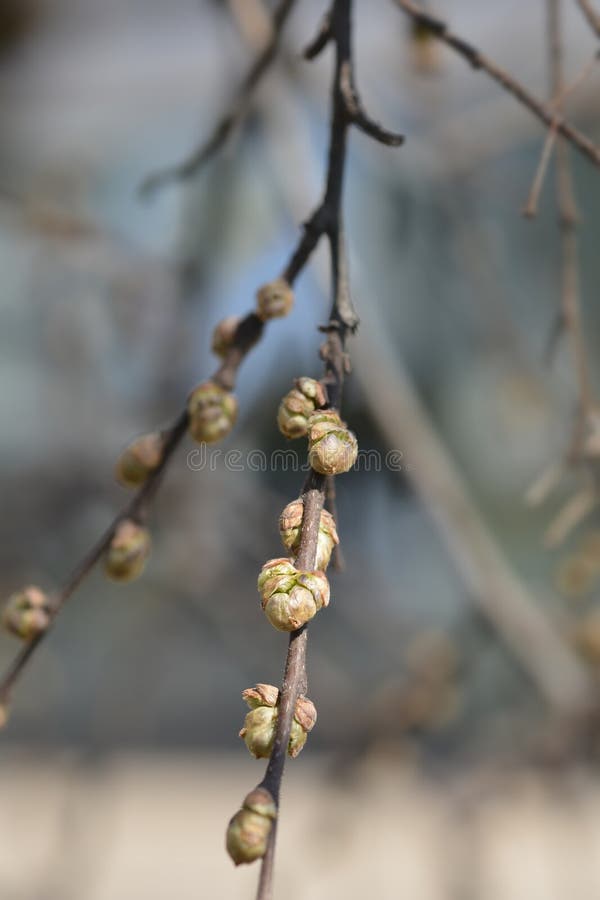 Common hackberry stock image. Image of hackberry, celtis - 218295347