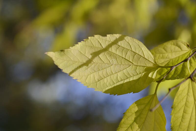 Common hackberry stock image. Image of branch, brown - 261359277