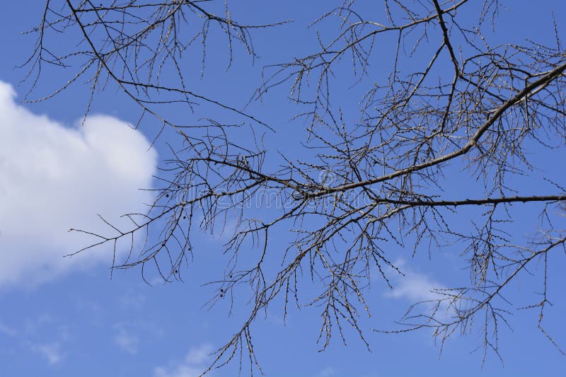 Common hackberry stock image. Image of branches, hackberry - 345492377