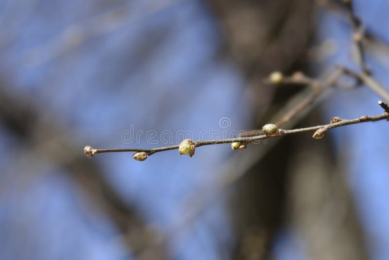 Common hackberry stock photo. Image of sugarberry, outdoors - 219826196