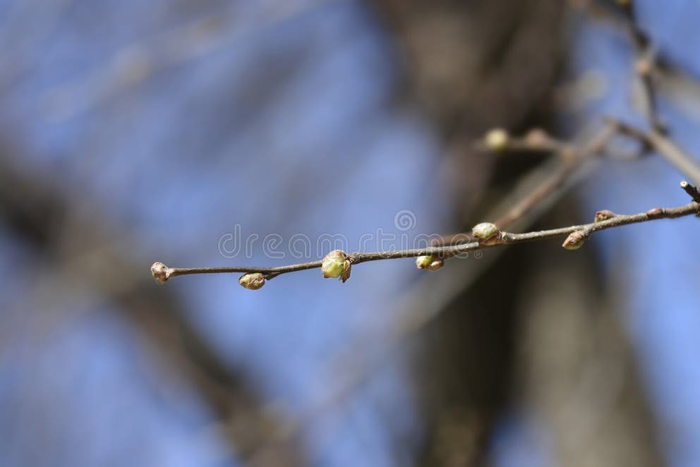 Common hackberry stock photo. Image of sugarberry, outdoors - 219826196