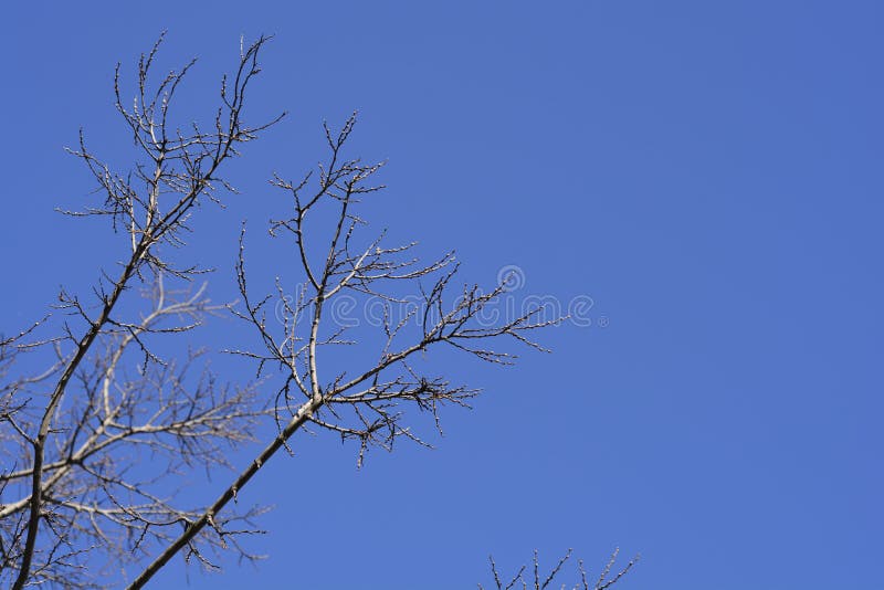 Common hackberry stock image. Image of green, blue, occidentalis ...