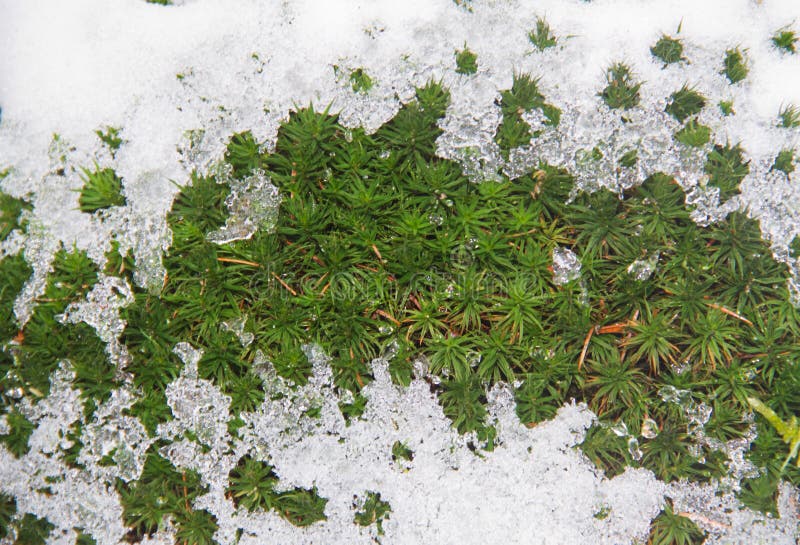 Moss covered with snow stock image. Image of natural - 210123987