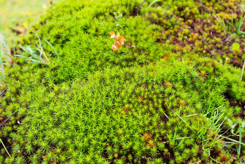 Common Haircap Moss, Star Moss (Polytrichum Commune) Stock Image ...