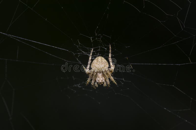 Common Hairy Field Spider Sitting in the Center of Its Web, Neoscona ...
