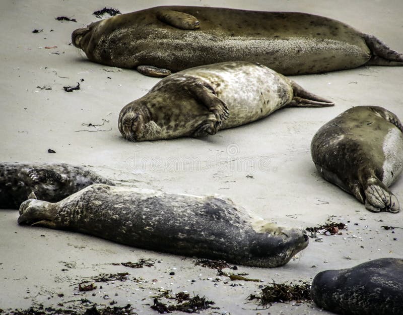 123 Harbor Seal Eating Stock Photos - Free & Royalty-Free Stock Photos ...