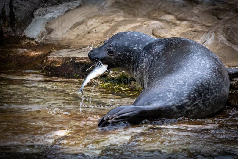 Harbor Seal Eating Fish