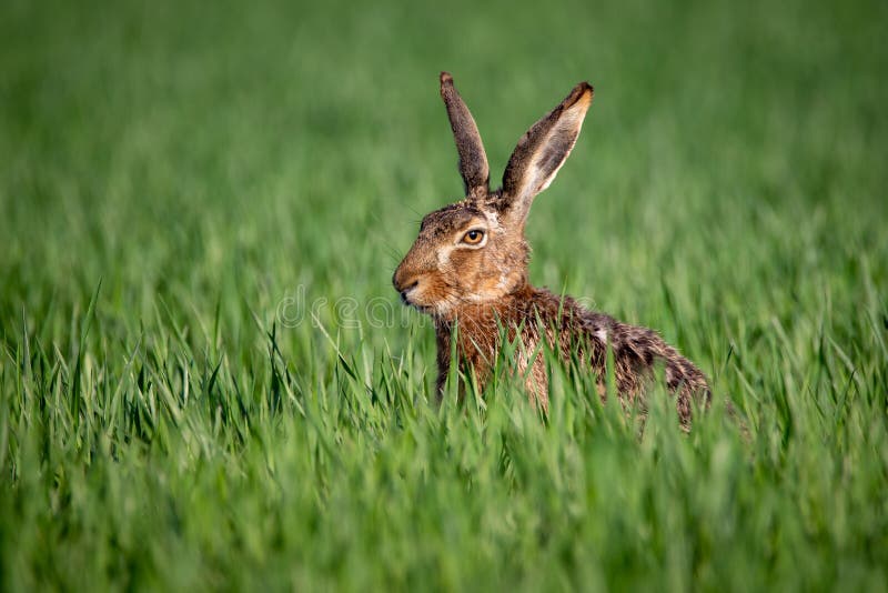 Common Hare Hiding in a Field Stock Image - Image of bunny, closeup ...