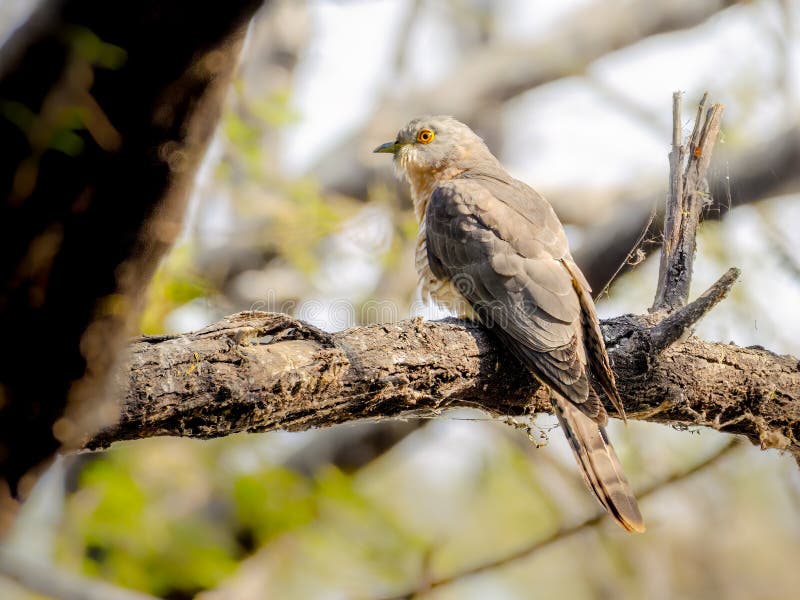 Common Hawk Cuckoo on a Branch Stock Photo - Image of cuckoos, avian ...