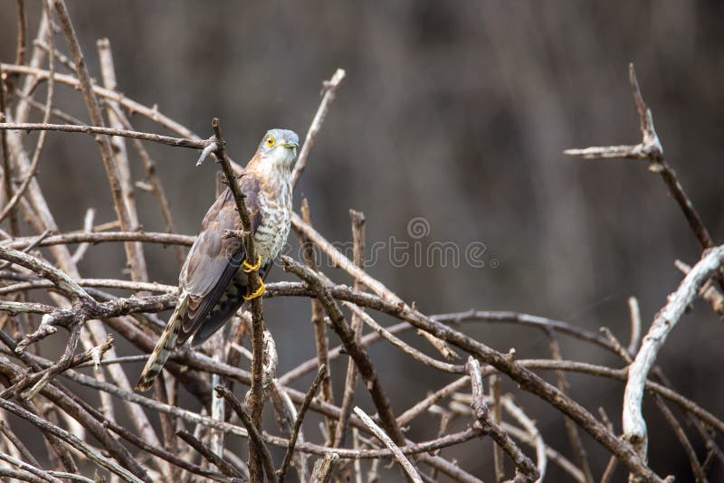 Common Hawk Cuckoo Closeup Perching Stock Image - Image of fever, full ...