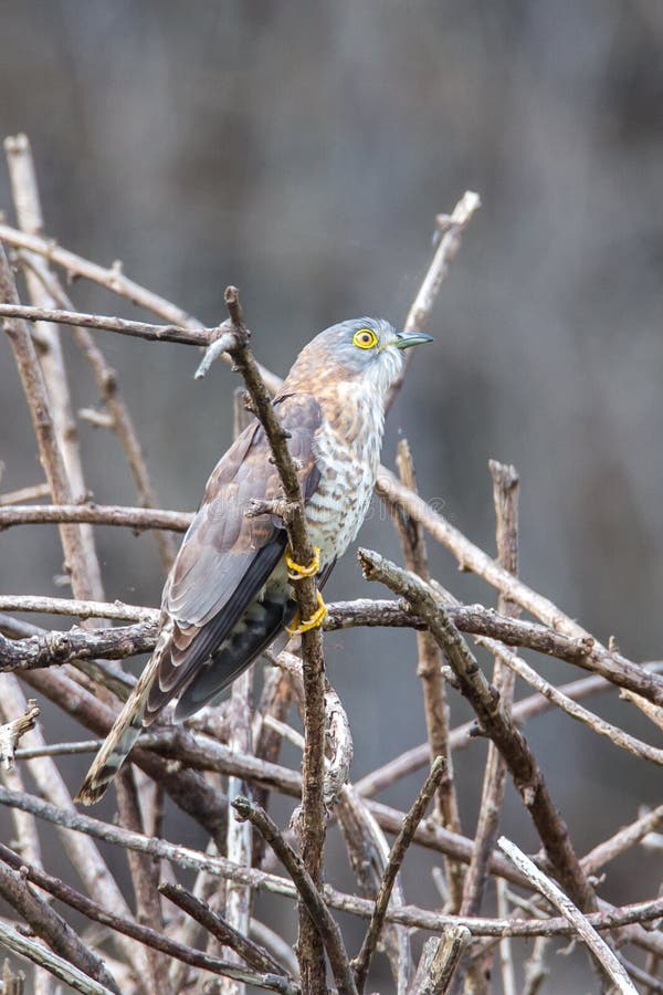 Common Hawk Cuckoo closeup stock photo. Image of feathers - 52067006