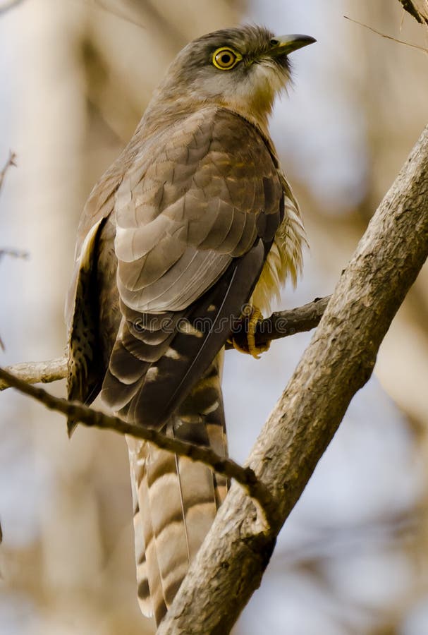 The Common Hawk-cuckoo Hierococcyx Varius, Popularly Known As the ...