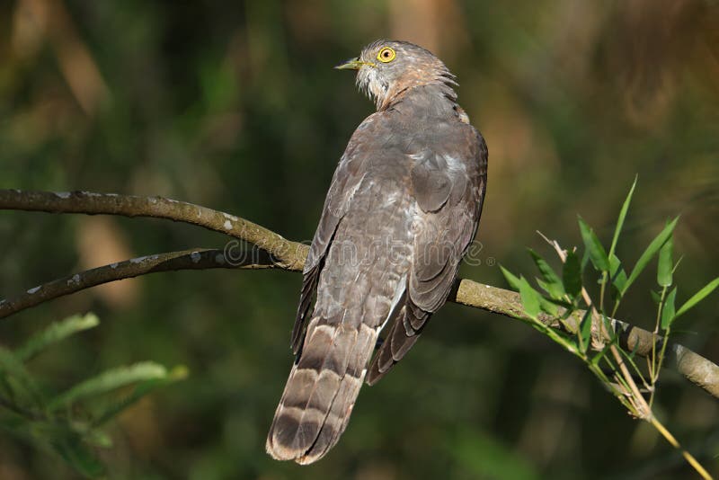 Common hawk-cuckoo stock image. Image of jungle, branch - 149951203