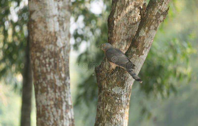 319 Female Common Cuckoo Stock Photos - Free & Royalty-Free Stock ...