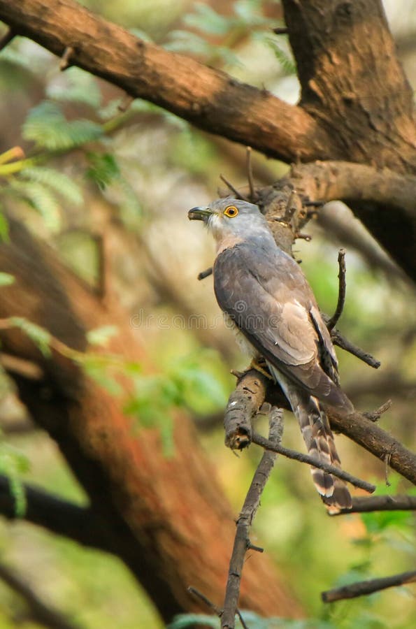 Common Hawk Cuckoo or Hierococcyx Varius Also Knows As the Brainfever ...