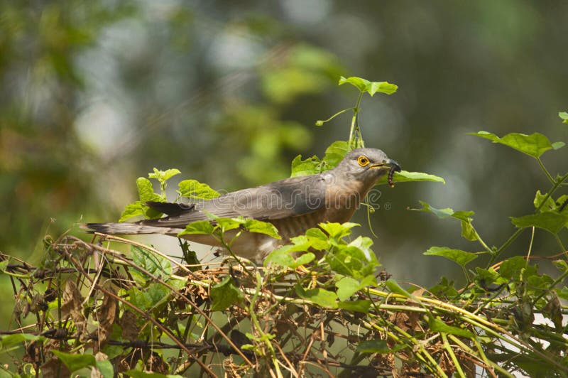 The Common Hawk-cuckoo, Hierococcyx Varius, Popularly Known As the ...