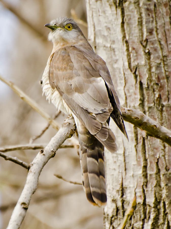 Common hawk cukoo stock image. Image of nature, common - 111283749