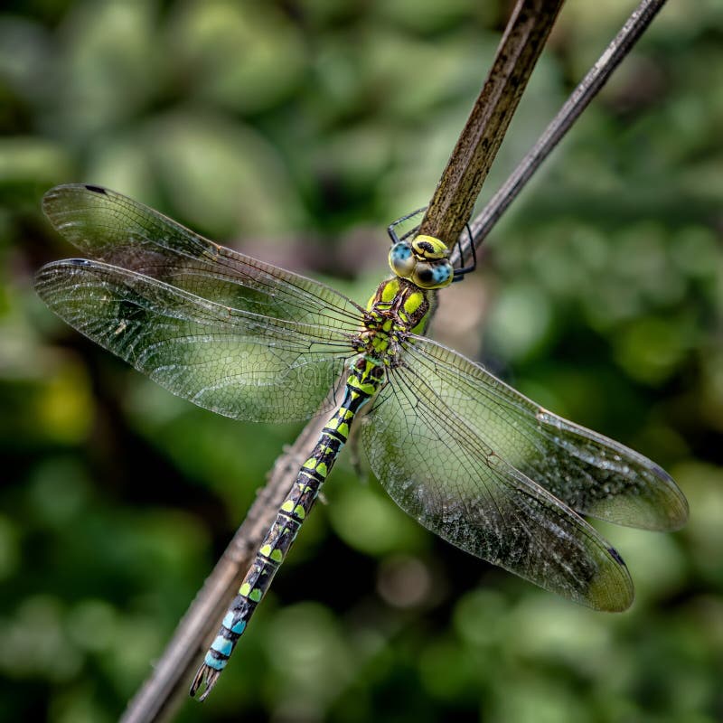 Common Hawker Dragonfly 1 stock photo. Image of prey - 50937348