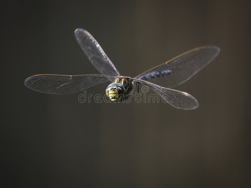 Beautiful Blue Dragonfly in Flight Stock Image - Image of insect ...