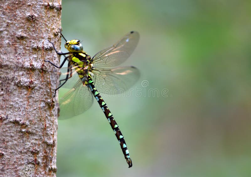Common Hawker Dragonfly 2 stock image. Image of africa - 50937489