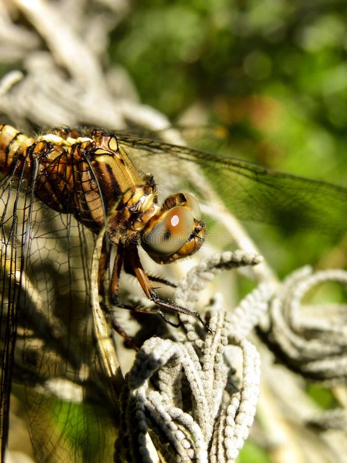 Common Hawker Dragonfly 1 stock photo. Image of prey - 50937348