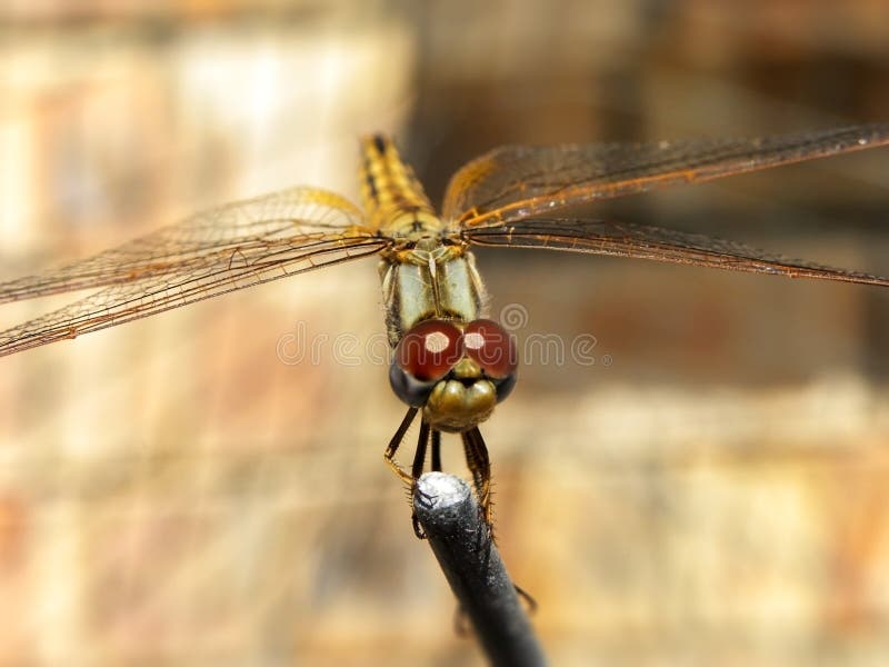Common Hawker Dragonfly 2 stock image. Image of africa - 50937489