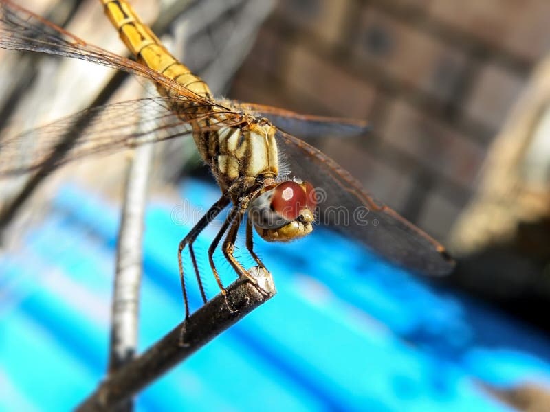 Common Hawker Dragonfly stock photo. Image of fence, south - 50937528