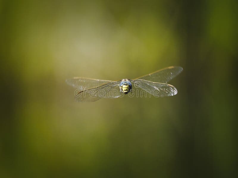 Common Hawker Dragonfly in Flight Stock Image - Image of beautiful ...