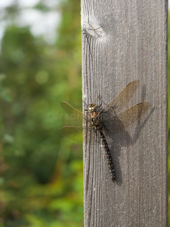 Common Hawker Dragonfly 2 stock image. Image of africa - 50937489