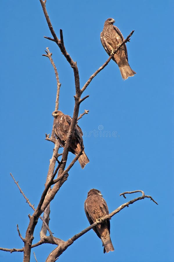 Common Hawks (Coculus Varius Vahl) on the Tree, India Stock Photo ...
