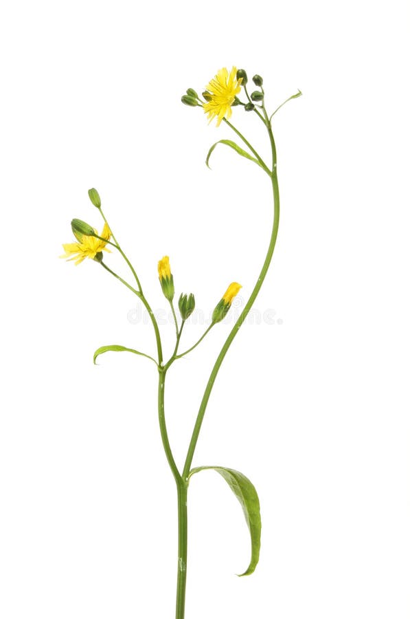 155 White Hawkweed Stock Photos - Free & Royalty-Free Stock Photos from ...