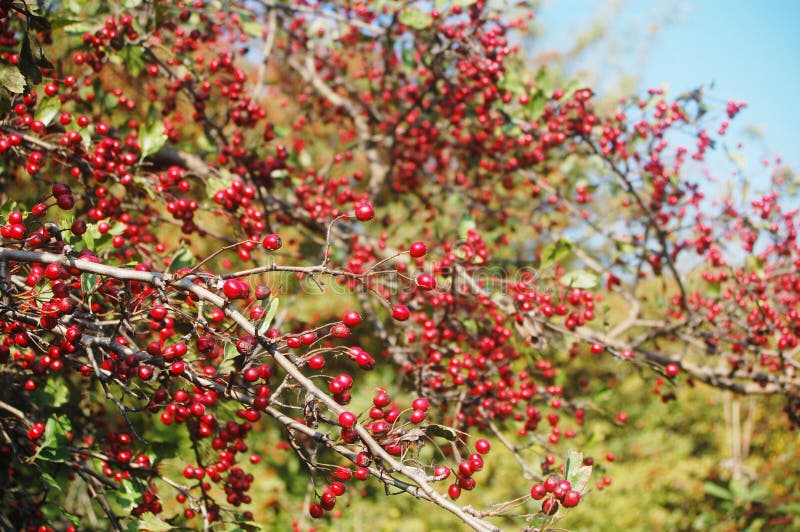 Common Hawthorn stock image. Image of forest, tasty, motherdie - 16563083