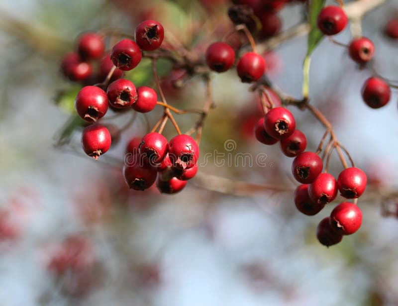 Common Hawthorn Berries Hanging on Tree Stock Photo - Image of flora ...