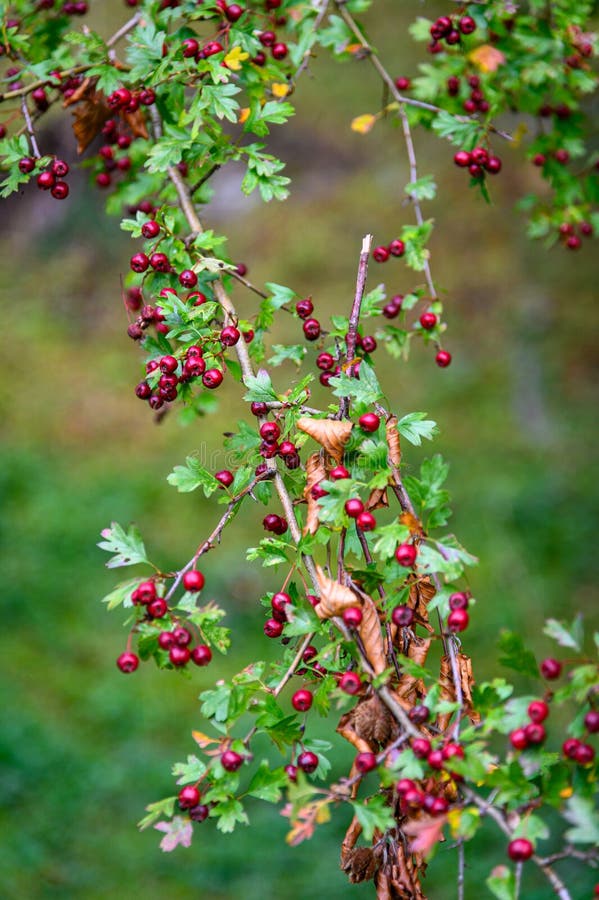 Common Hawthorn Branch with Berries in October 2023 Stock Photo - Image ...