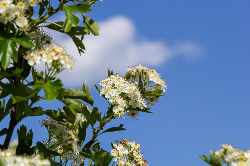 Common Hawthorn or Oneseed Hawthorn Crataegus Monogyna Springtime Fresh ...