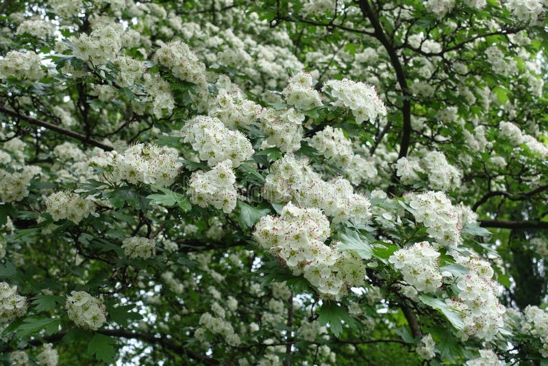 Common Hawthorn Tree in Full Bloom Stock Image - Image of green, corymb ...