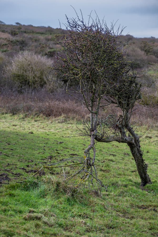 Common Hawthorn Tree in Winter Stock Image - Image of hawthorn ...