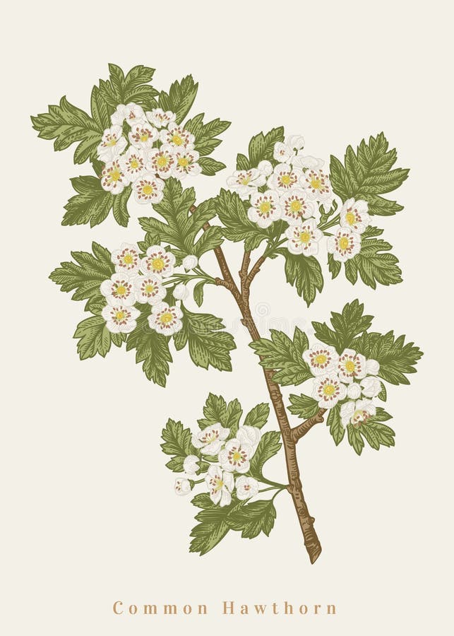Blooming Hawthorn Tree Stock Illustrations – 89 Blooming Hawthorn Tree ...