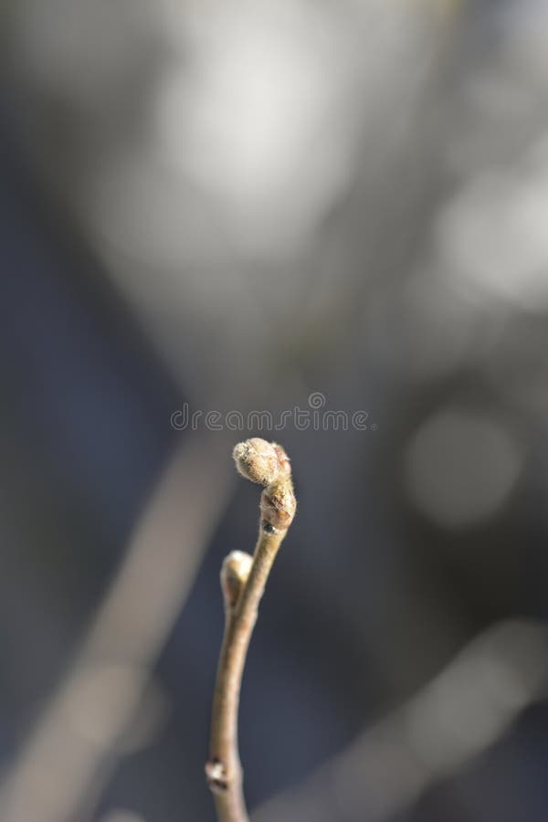 Common hazel stock image. Image of plant, winter, common - 213231419