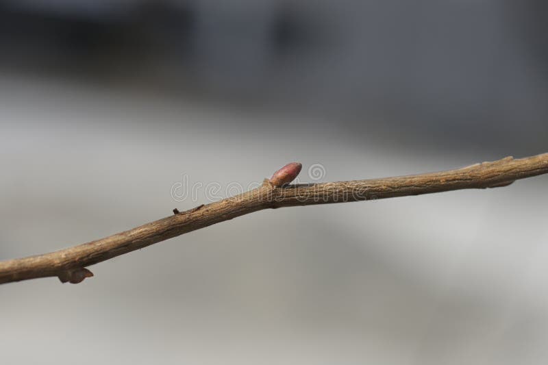 Common hazel stock photo. Image of outdoors, european - 270783902