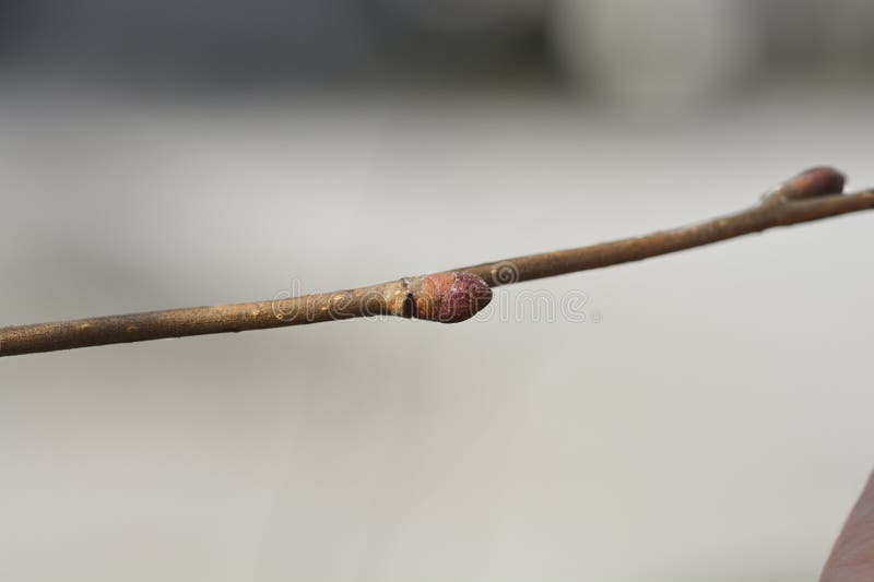 Common hazel stock photo. Image of nature, brown, hazel - 276002812