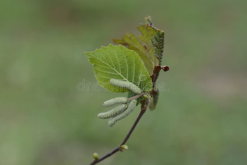 Common hazel stock photo. Image of buds, flower, tree - 348158698