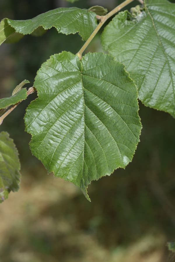 Common hazel stock photo. Image of hazel, close, common - 306775492
