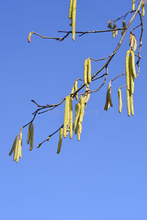 Common hazel stock photo. Image of tree, outdoors, flowers - 365759700