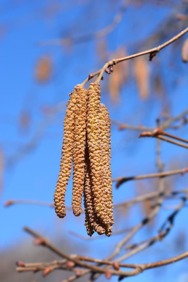 Common hazel stock photo. Image of cobnut, nature, botany - 241190252