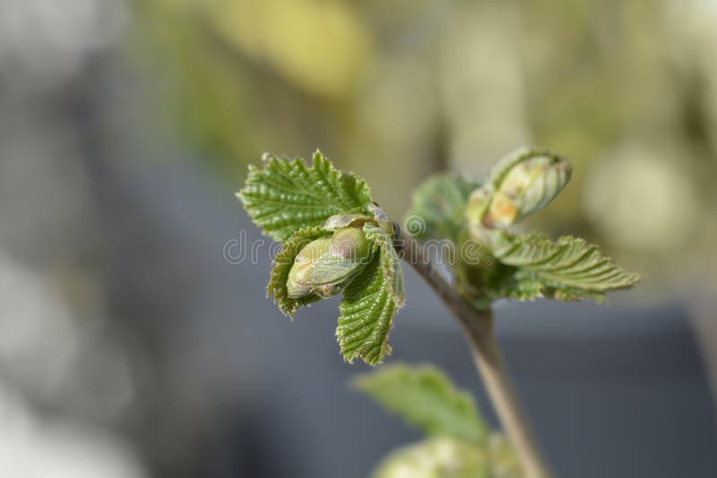 Common hazel stock photo. Image of plant, filbert, corylus - 241499708
