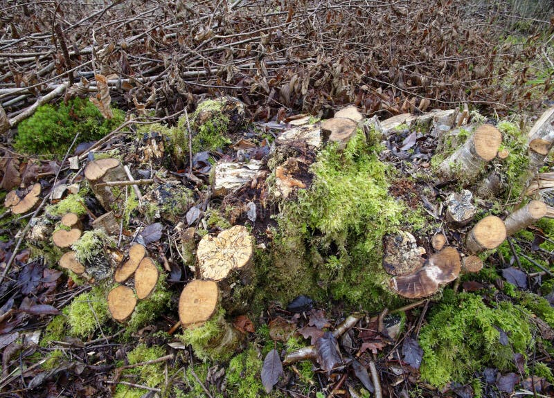 Common Hazel Copice Stool stock image. Image of woodland - 136827131