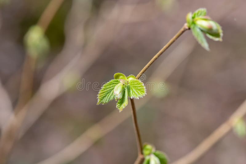 Common Hazel (corylus Avellana) Buds Stock Image - Image of leaf ...