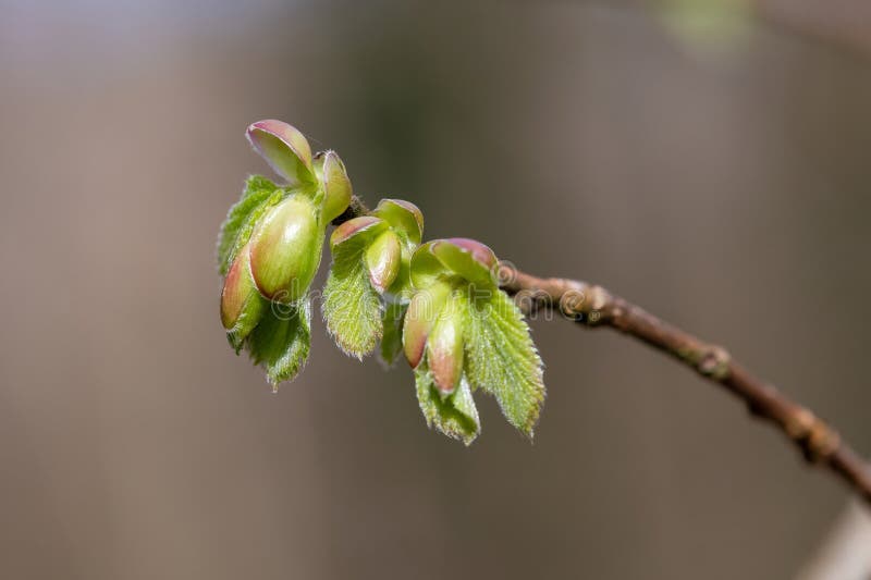 Common Hazel (corylus Avellana) Buds Stock Image - Image of floral ...