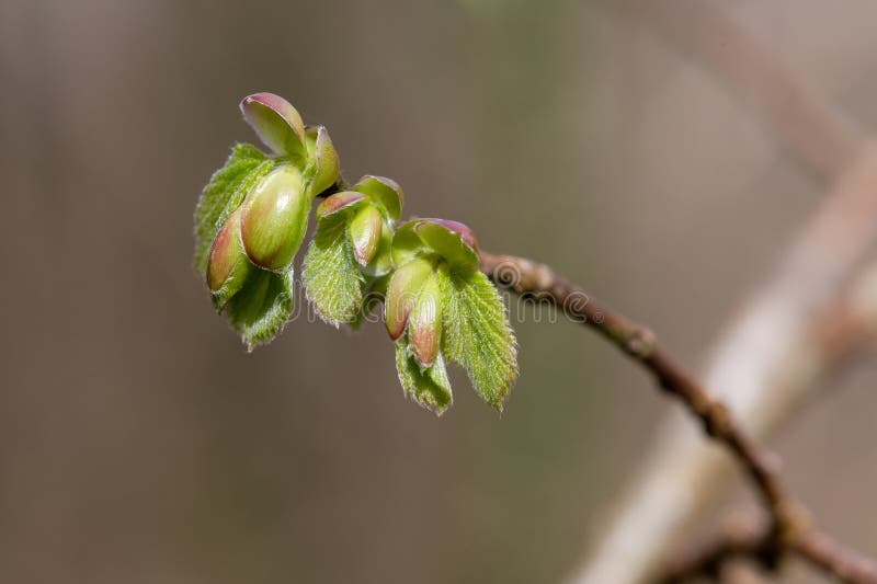 Common Hazel (corylus Avellana) Buds Stock Image - Image of color ...
